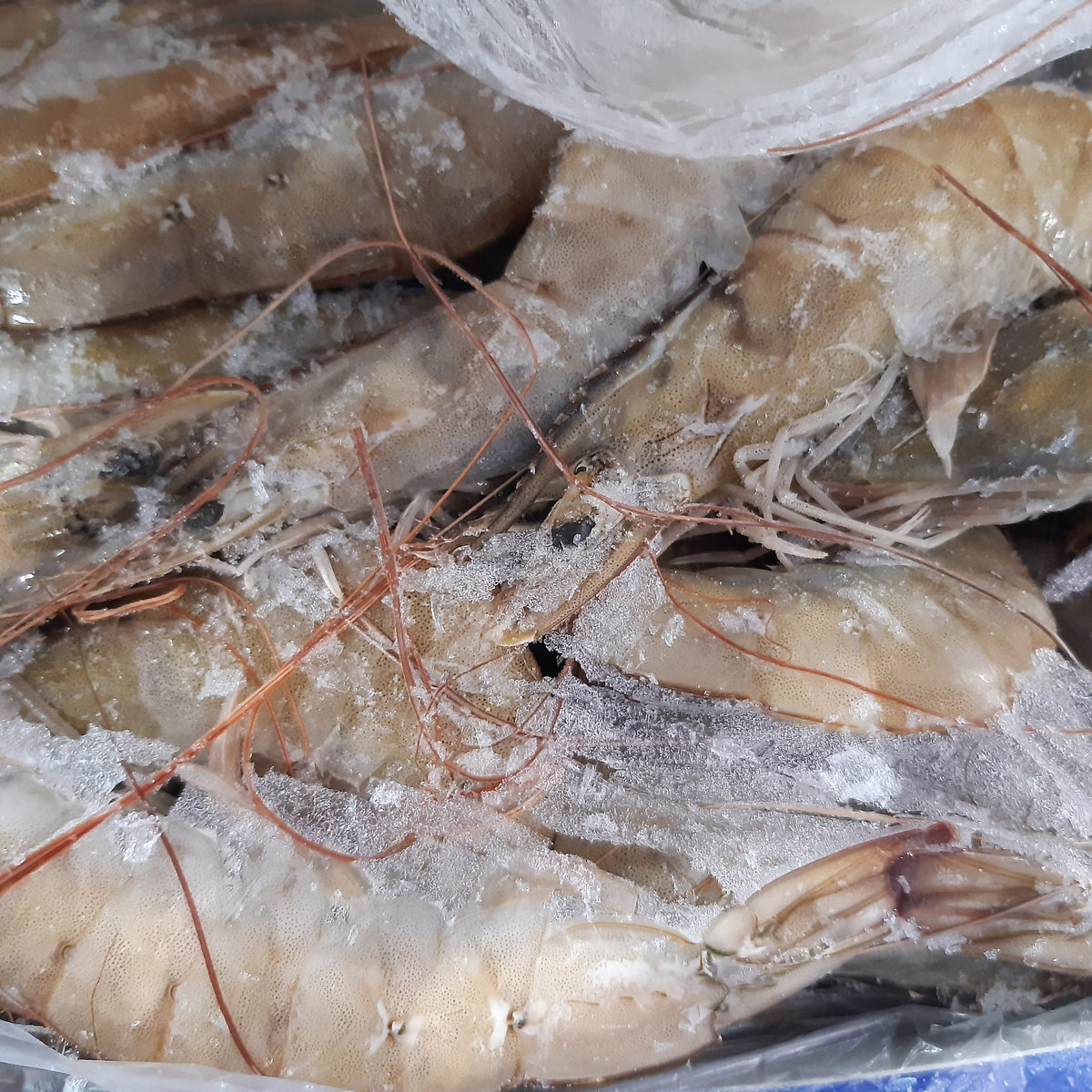 Frozen Raw Large Crevettes - 2kg box – Mermaid Seafoods