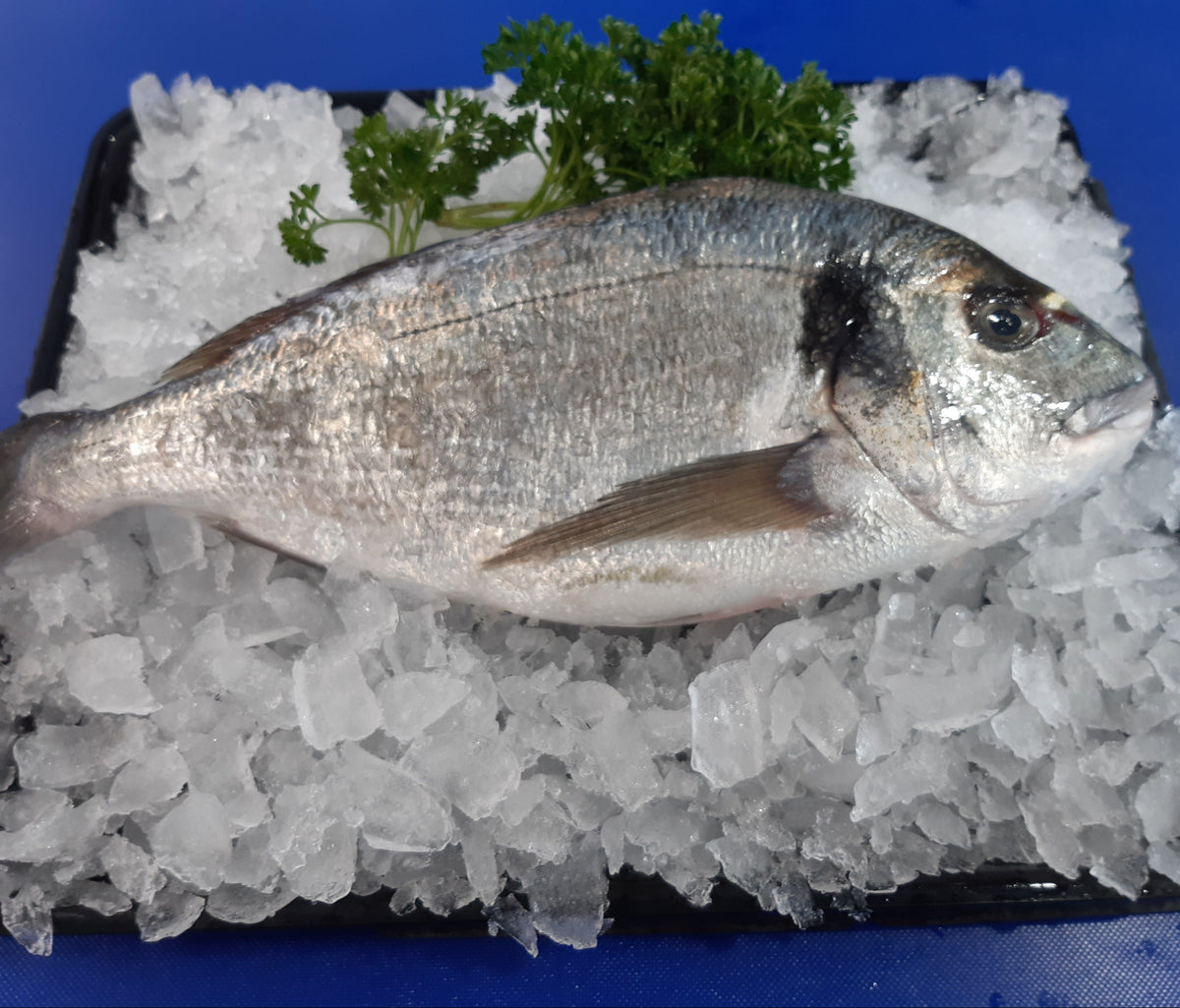 Whole Sea Bream - 1 fish – Mermaid Seafoods